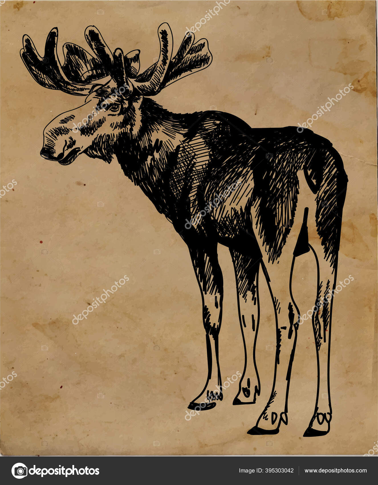 Moose Pencil Drawing