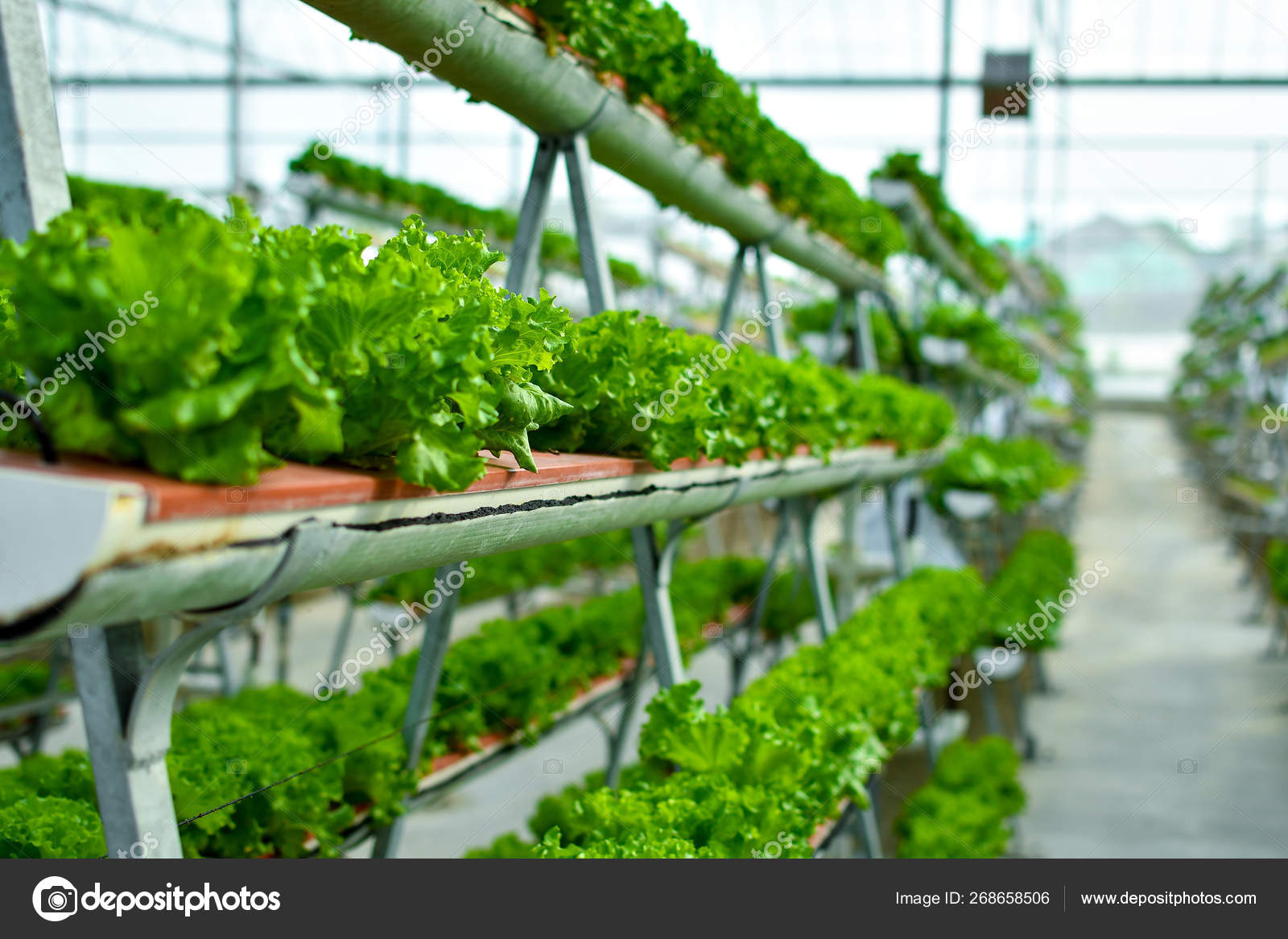 Hydroponic Vertical Farming Systems Stock Photo by ©mustbeyou 268658506