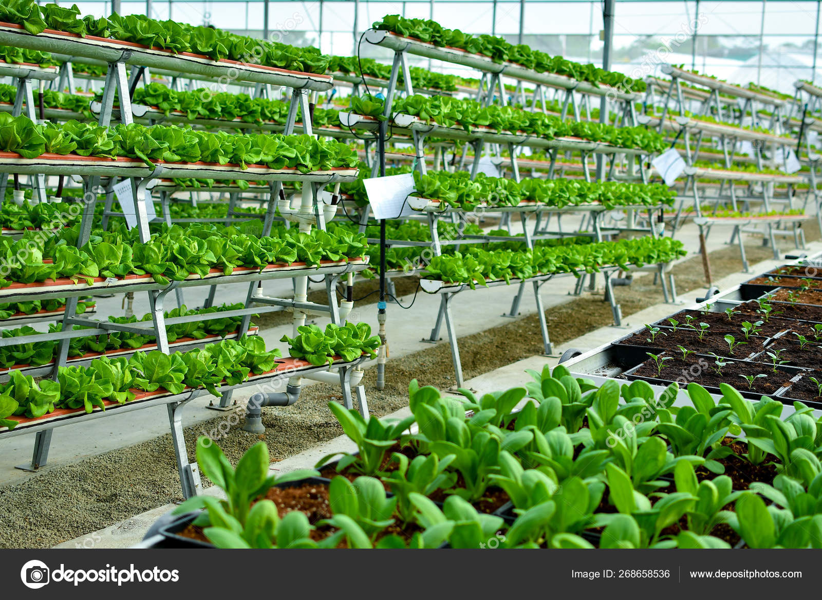 Hydroponic Vertical Farming Systems Stock Photo by ©mustbeyou 268658536