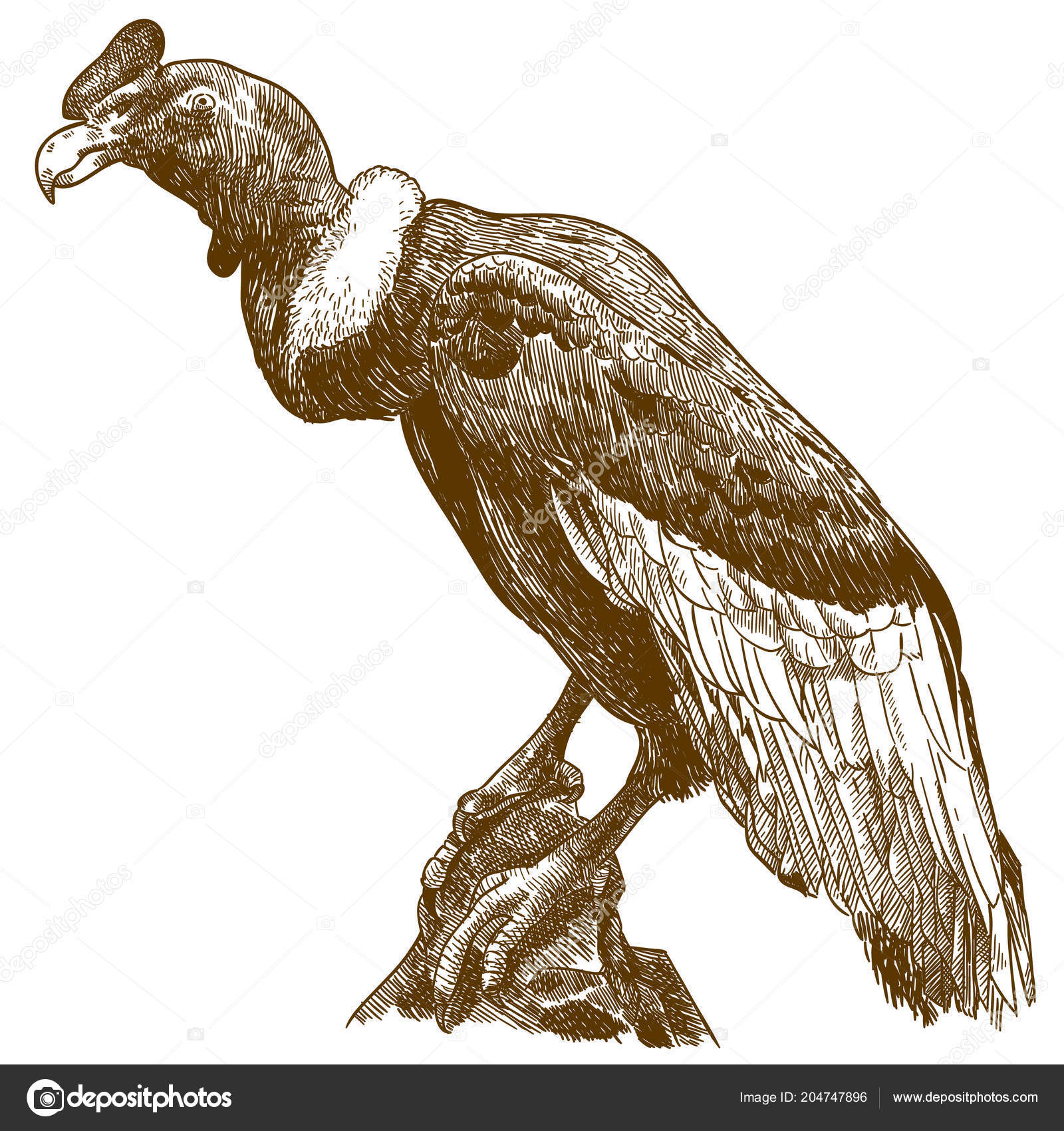 Andean Condor Drawing