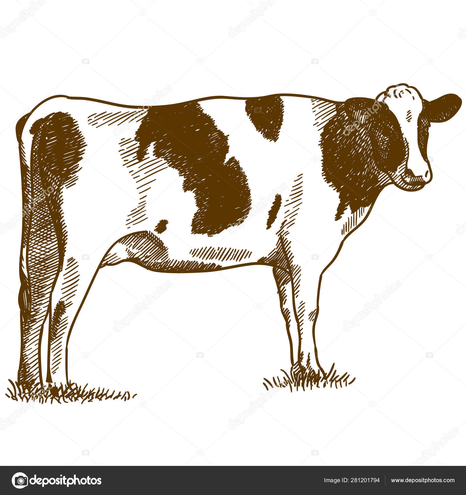 Engraving drawing illustration of spotted cow — Stock Vector ...