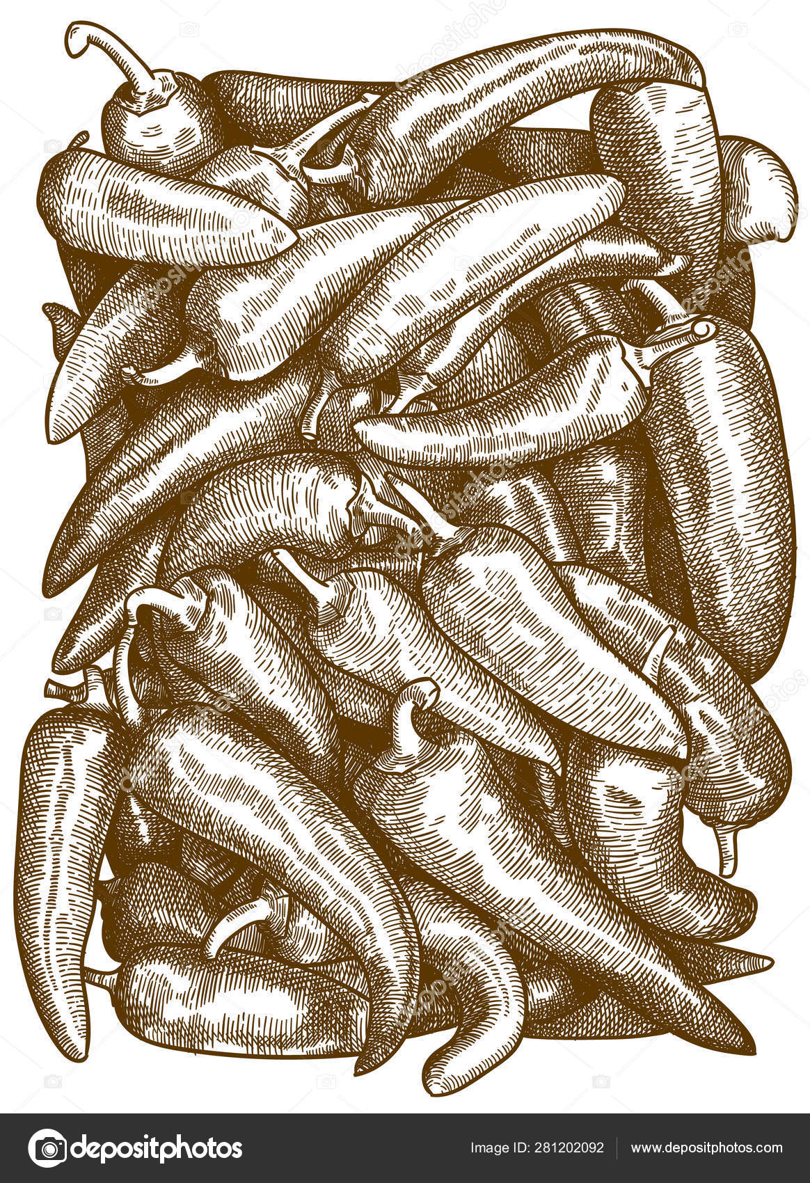 Engraving illustration of chil pepper Stock Vector Image by ...