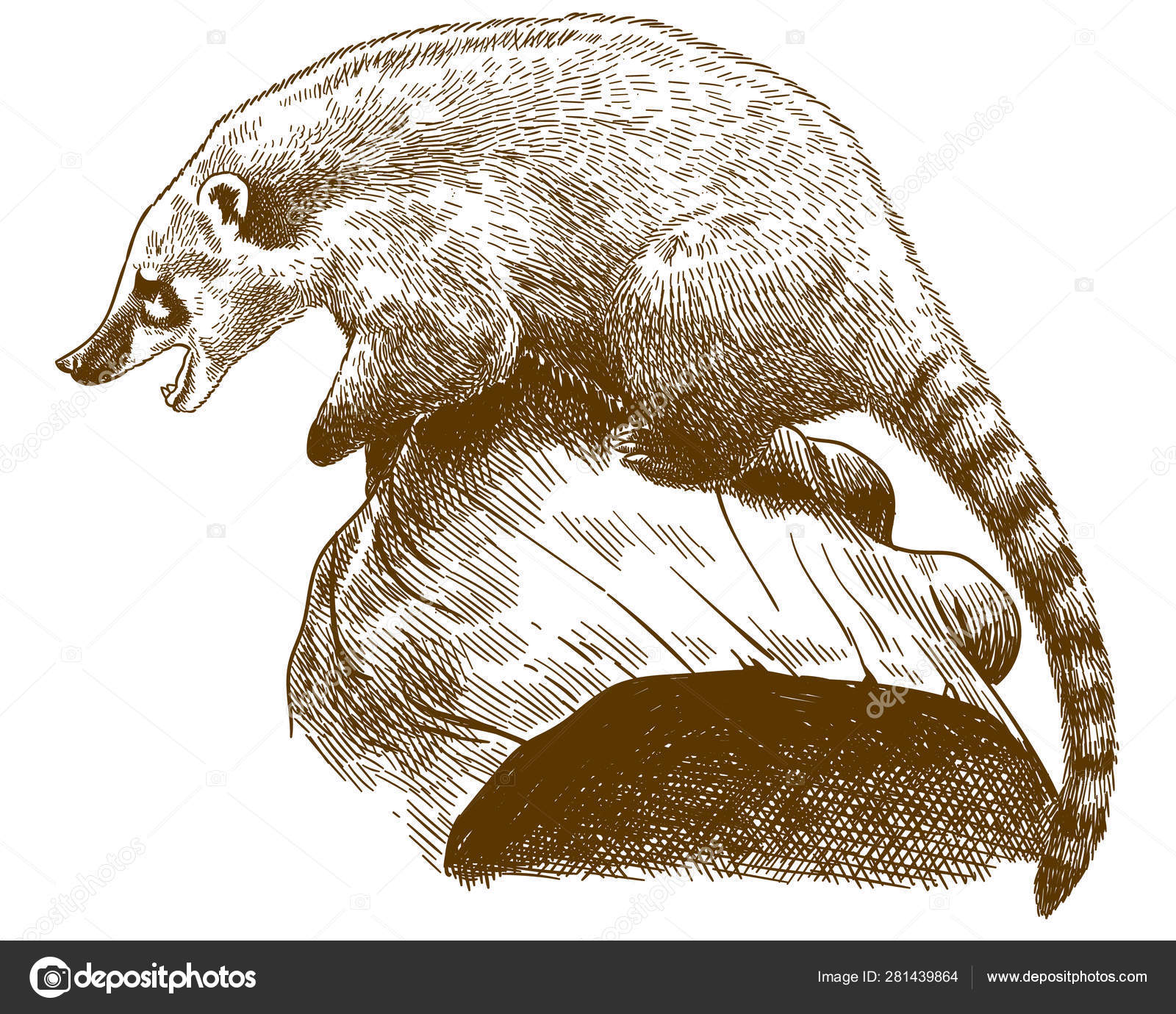 Engraving antique illustration of coati Stock Vector Image by ...