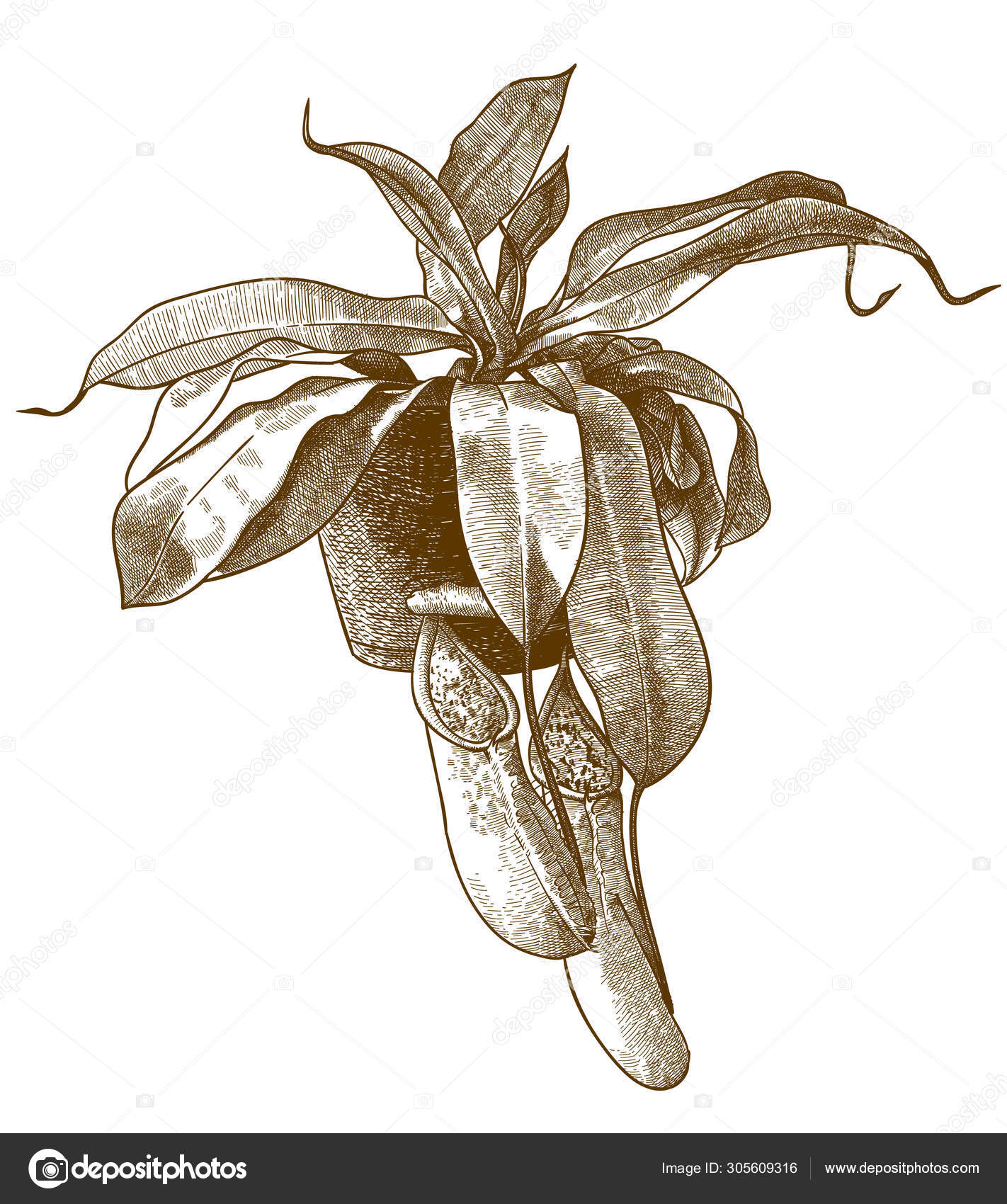 Pitcher Plant Drawing