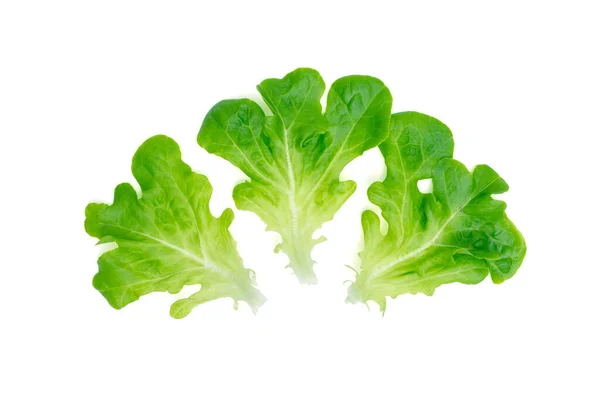 Hoja de lechuga Stock Photos, Royalty Free Hoja de lechuga Images ...