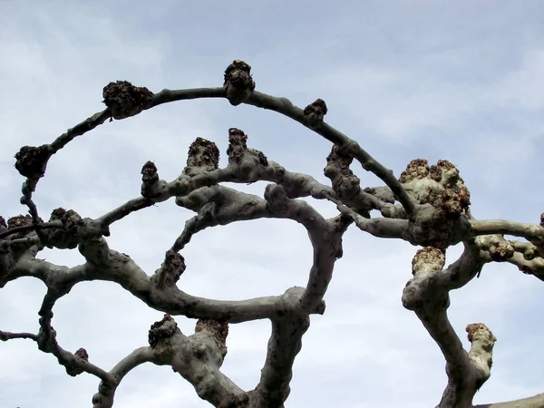 Double helix tree Stock Photos, Royalty Free Double helix tree Images ...