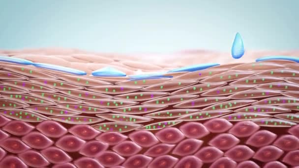 Lotion drops for dry skin. 3D Medical Animation representation of skin ...