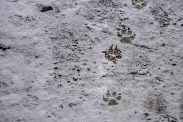 Vlčí stopy stock fotografie, royalty free Vlčí stopy obrázky ...