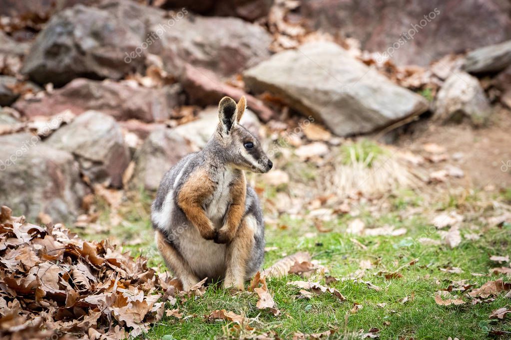 Retrato cercano de Pie amarillo-wallaby de roca (Petrogale Xanthopus ...