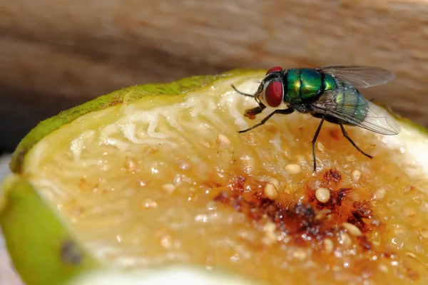 Flies on food Stock Photos, Royalty Free Flies on food Images ...