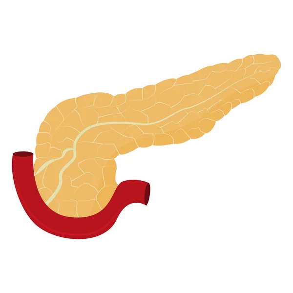 Pancreas Realistic Hand Drawn Icon Human Internal Organs Line Art ...