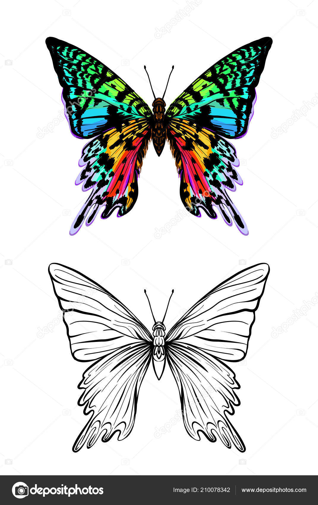 Set of color and outline images of a butterfly. Stock Vector by ...