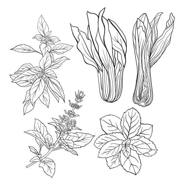 Daun kemangi Vector Art Stock Images | Depositphotos