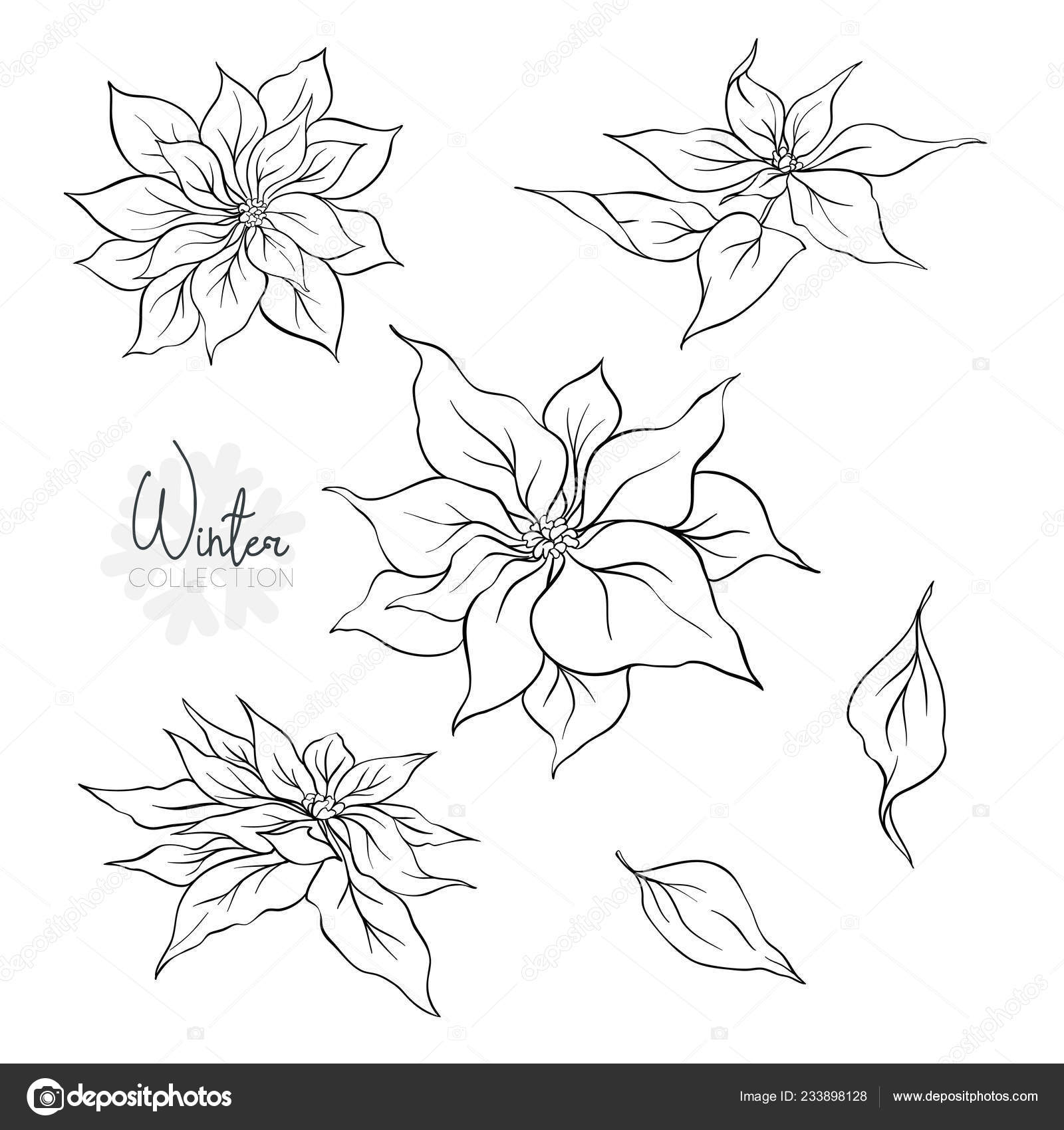 Set Poincetti Flowers Outline Hand Drawing Vector Illustration Isolated ...