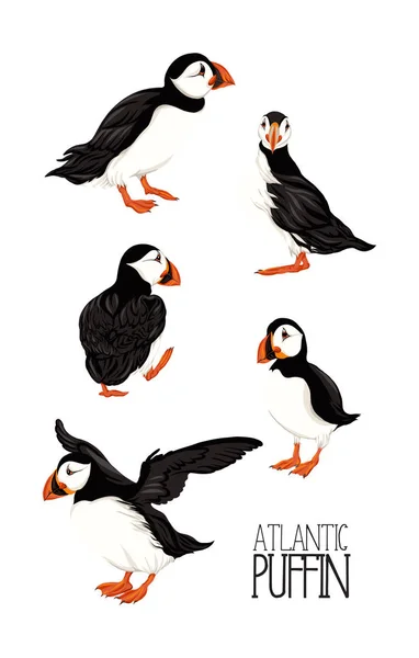 Puffin Vector Art Stock Images | Depositphotos