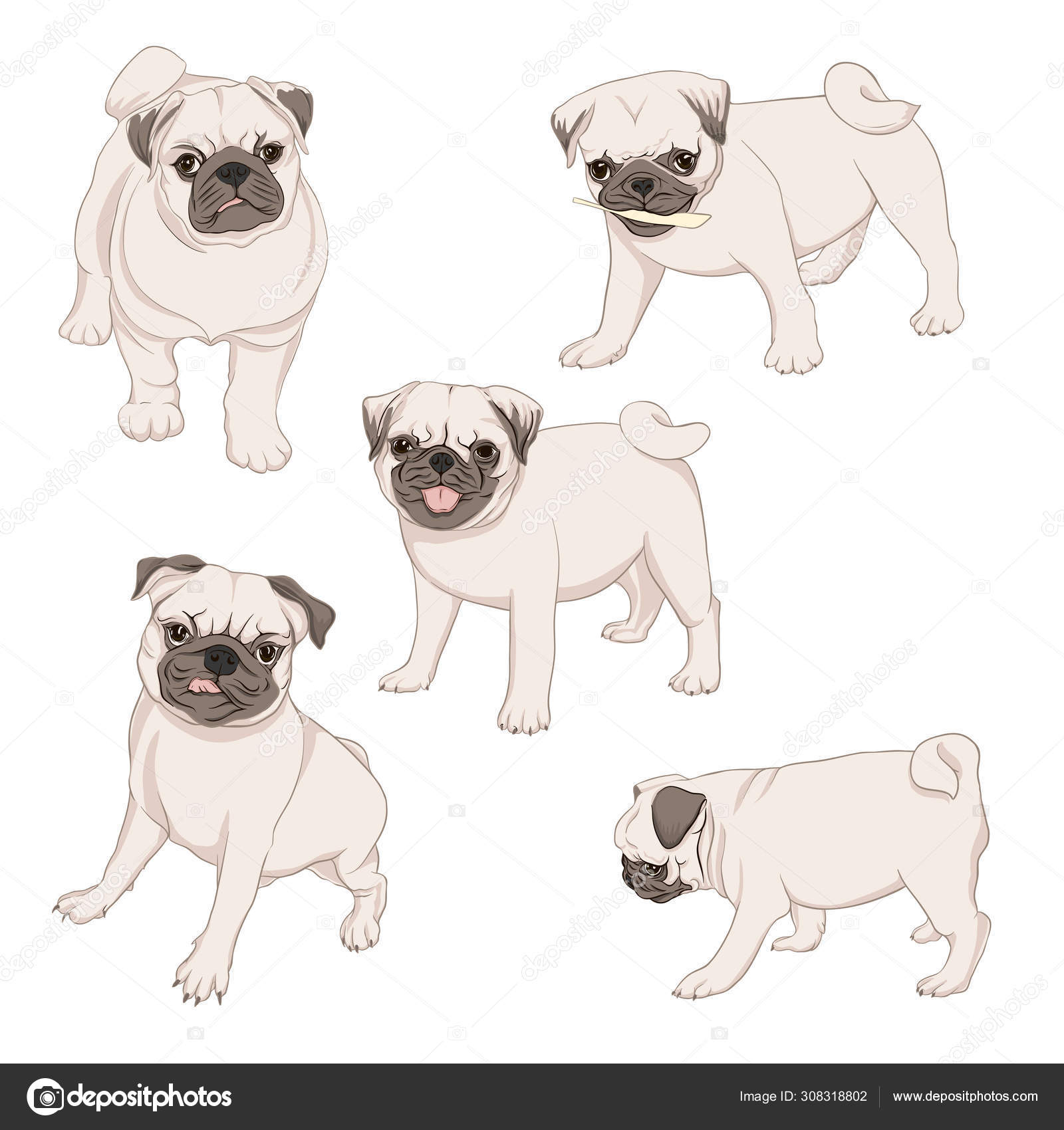 Pug dog vector illustration. Stock Vector by ©ElenaBesedina 308318802