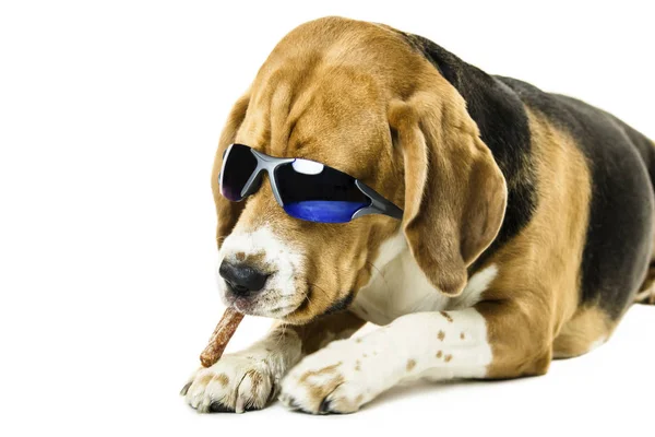 Smoking dog Stock Photos, Royalty Free Smoking dog Images | Depositphotos