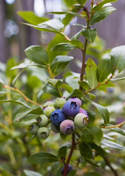 Blueberry bush Stock Photos, Royalty Free Blueberry bush Images ...