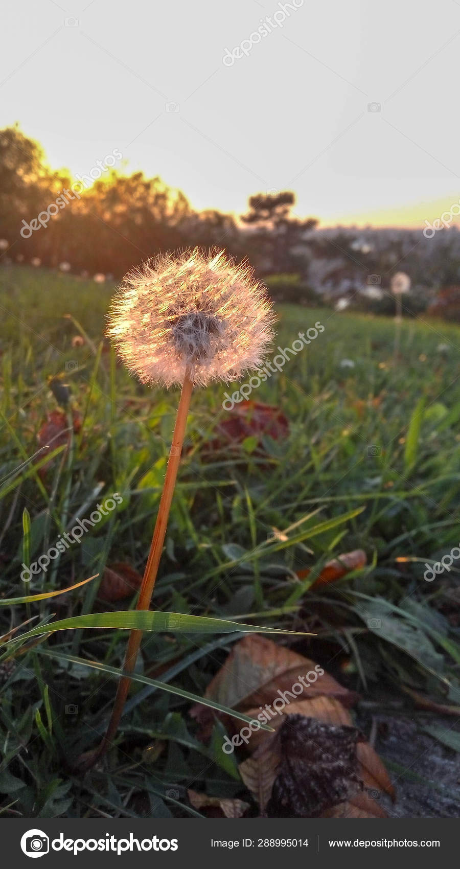 Single Dandelion Puff Ball Grass Sunset — Stock Photo © goranab #288995014
