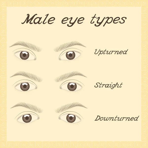 Various female eye types. — Stock Vector © Yuliya-Darafei #293389382