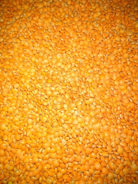 Cosecha de lentejas Stock Photos, Royalty Free Cosecha de lentejas ...