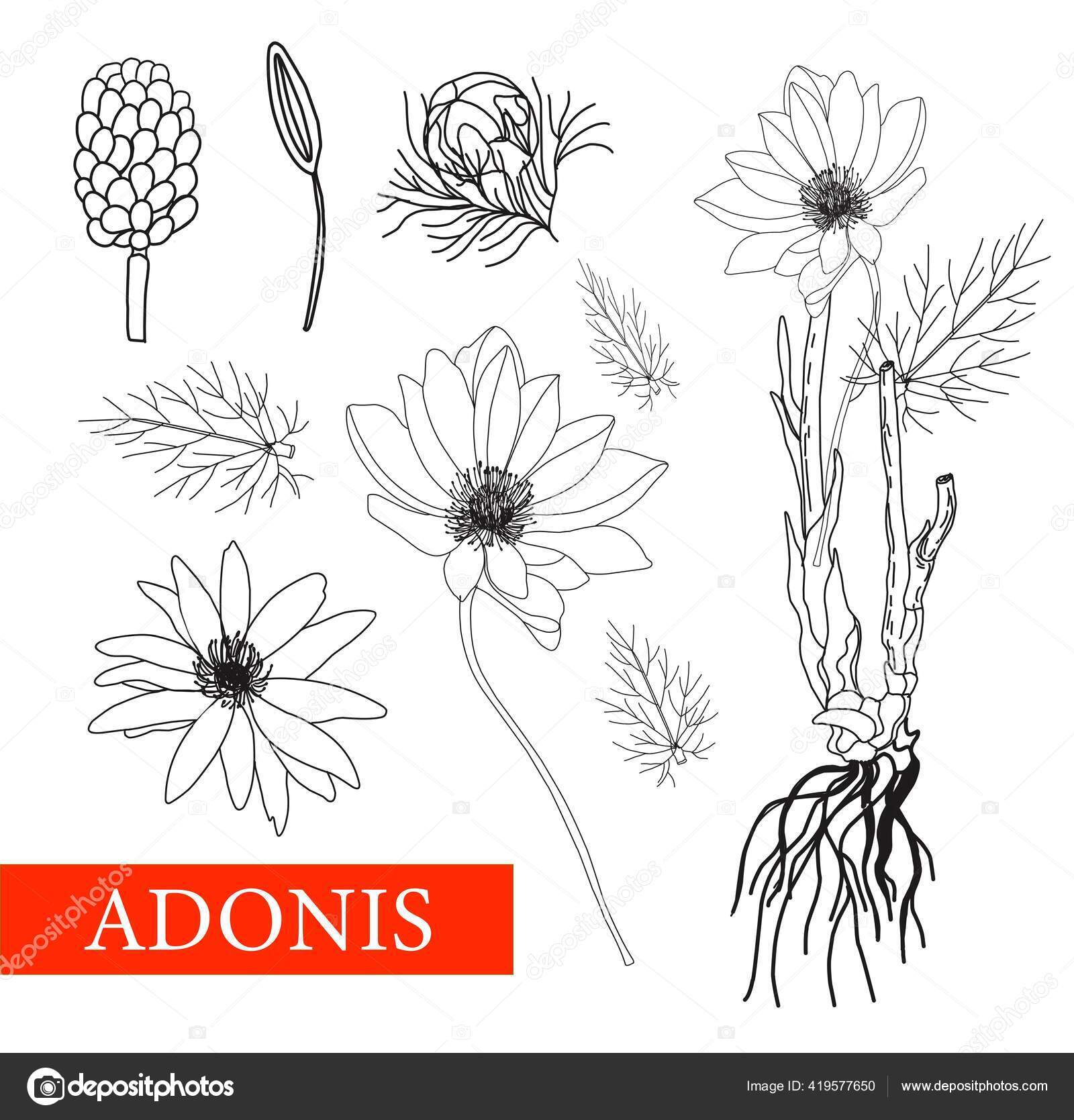 Adonis Flower Drawing