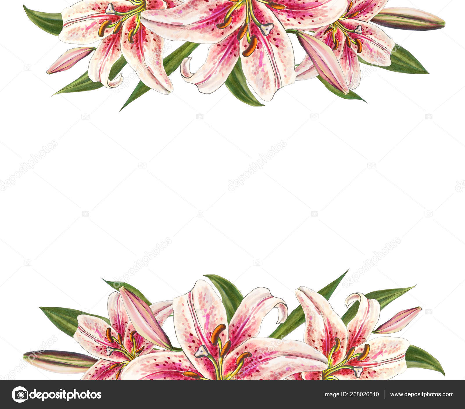 Pink Lilies Frame White Background Stock Photo by ©dikkiddivo 268026510