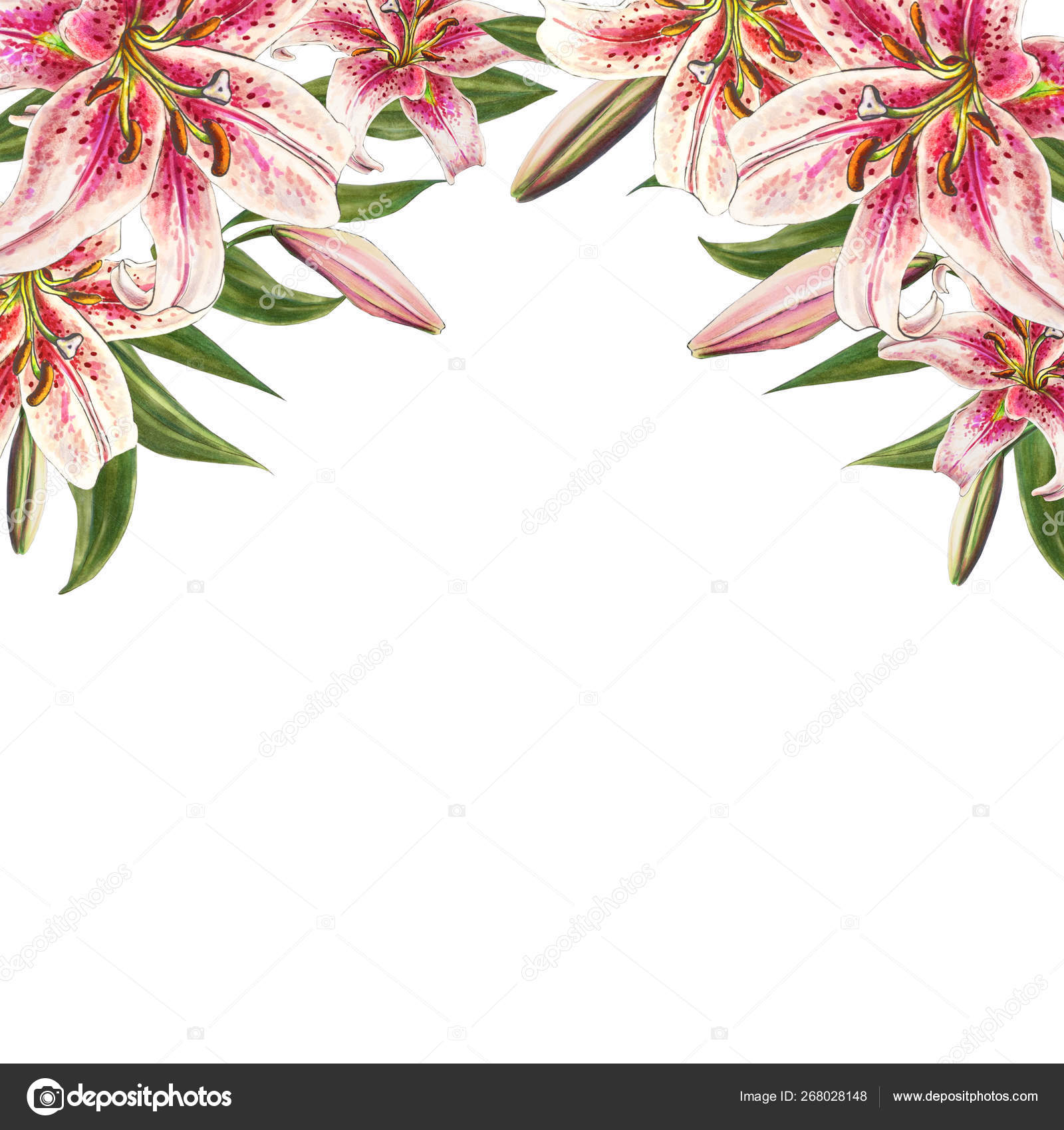 Pink Lilies Frame White Background Stock Photo by ©dikkiddivo 268028148