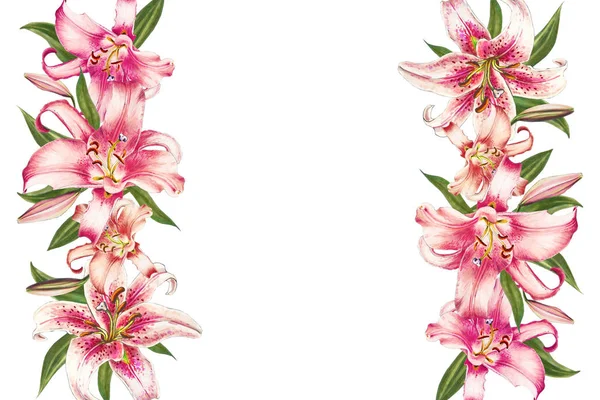 Pink Lilies Illustration White Background Stock Illustration by ...