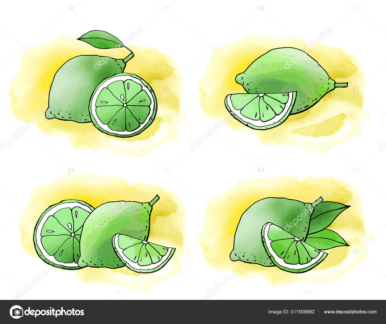 Vector Illustration Lemons Lime Drawing Stock Vector Image by ...