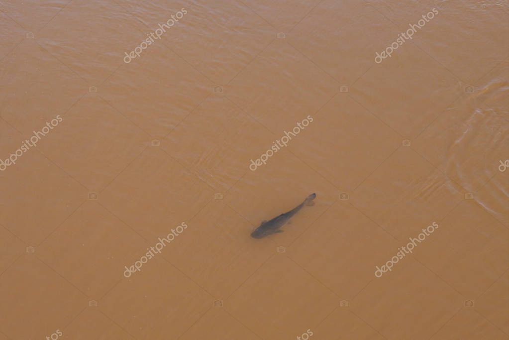 Enorme pez surubi en el río Iguazú en el parque nacional Iguazú 2022