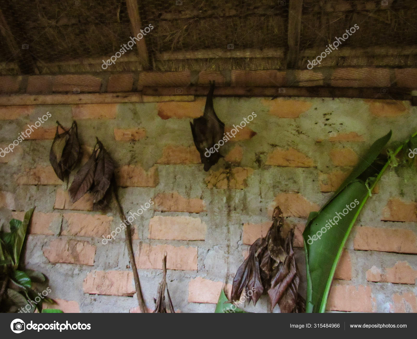 Fruit Bats Sleeping Corner Brick Wall Andasibe Madagascar Stock Photo ...