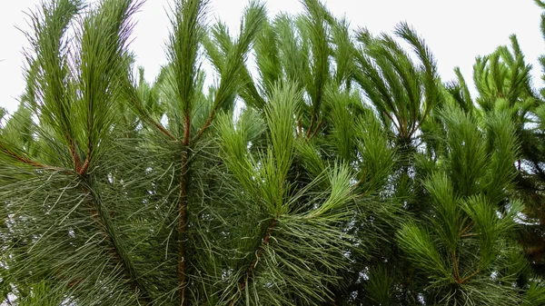 Fir tree seedlings Stock Photos, Royalty Free Fir tree seedlings Images ...