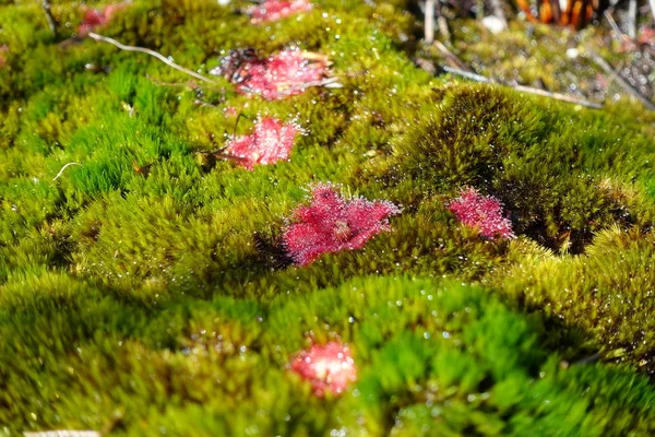 Pink moss Stock Photos, Royalty Free Pink moss Images | Depositphotos