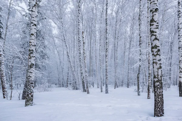 Snow dust falls from the trees in the birch tree grove at winter day ...