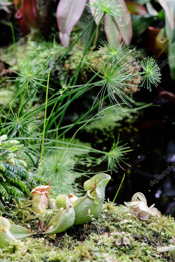Las plantas comen insectos que se cultivan comiendo animales para ...