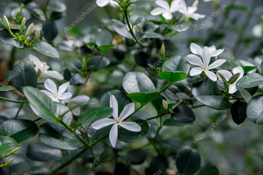 Hermosas flores blancas de Carissa macrocarpa, un arbusto con ...