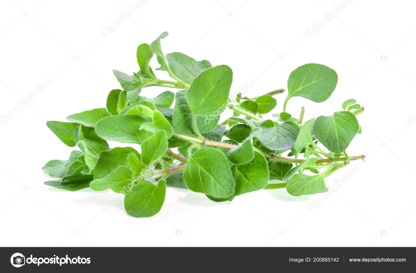 Fresh Oregano