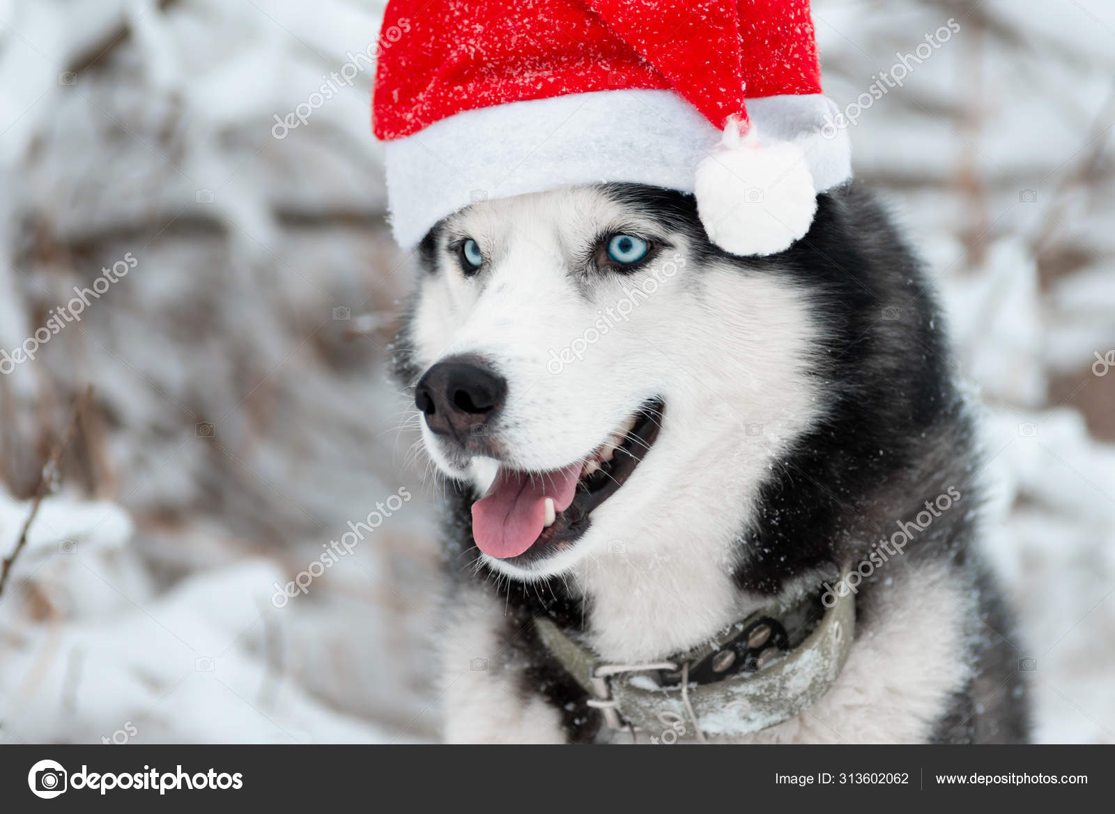 Christmas Huskies