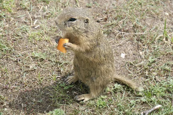 European ground squirrel eats carrots - Spermophilus citellus - Stock Image - Everypixel