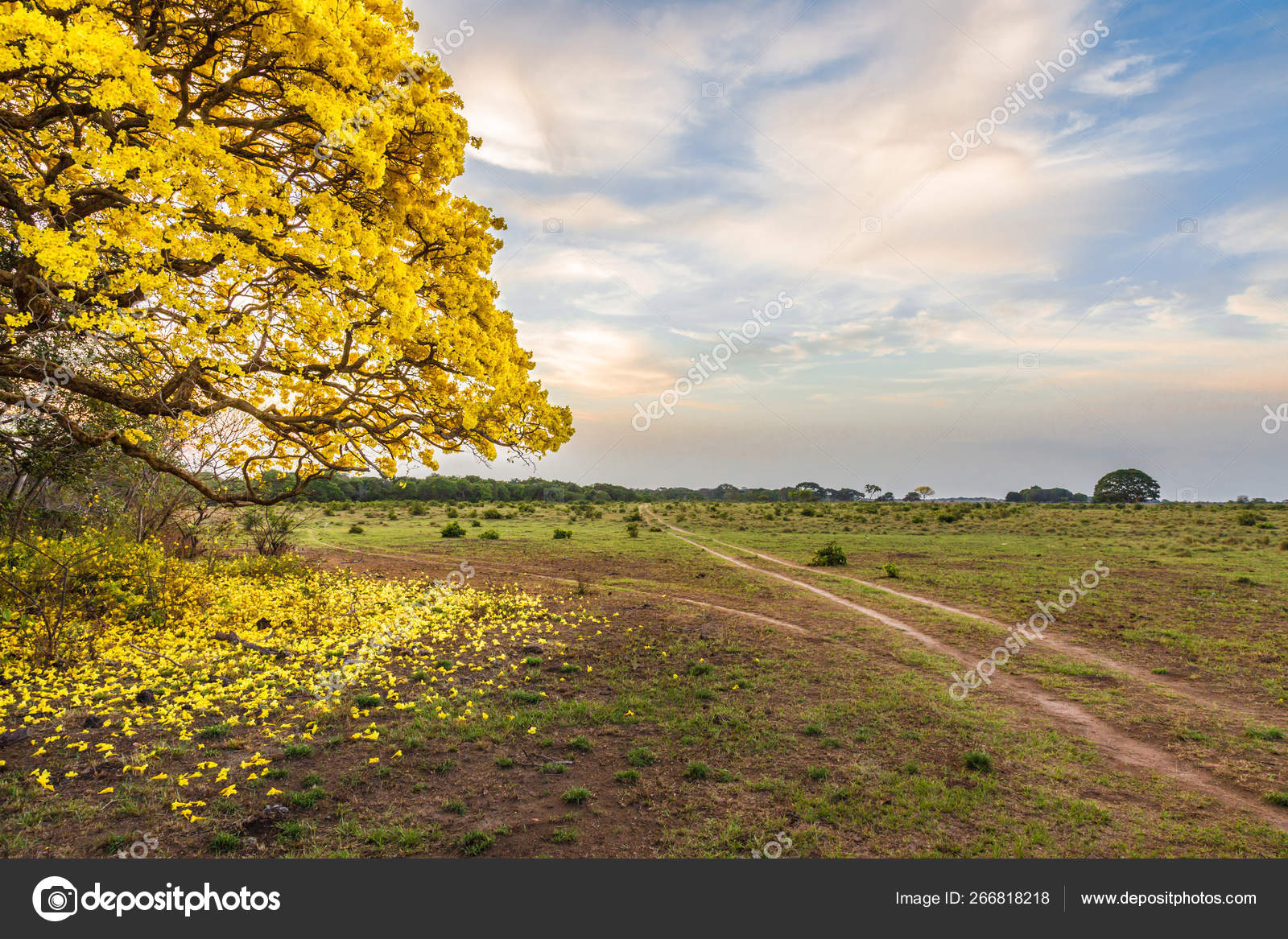 Venezuela National Tree Yellow Color Called Araguaney Stock Photo by ...