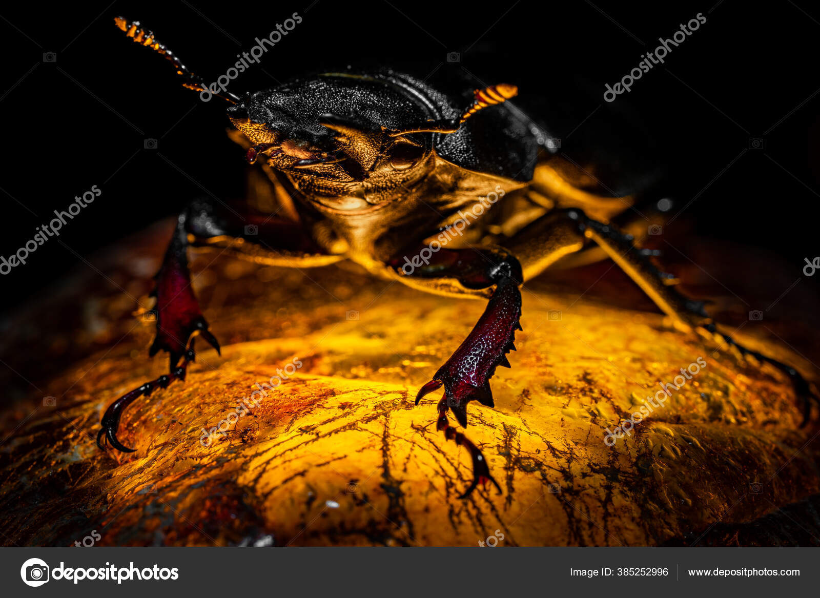 Beetle Luminous Stone Dragon Mountain Gold Female Deer Beetle Macro ...