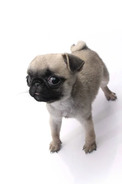 Cursed images of pug Stock Photos, Royalty Free Cursed images of pug ...