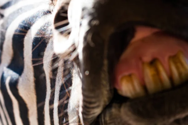 Zebra Teeth Structure
