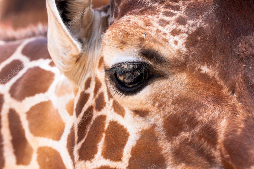 Jirafa en un safari, visto de cerca, con un fondo natural y cálido. Con ...