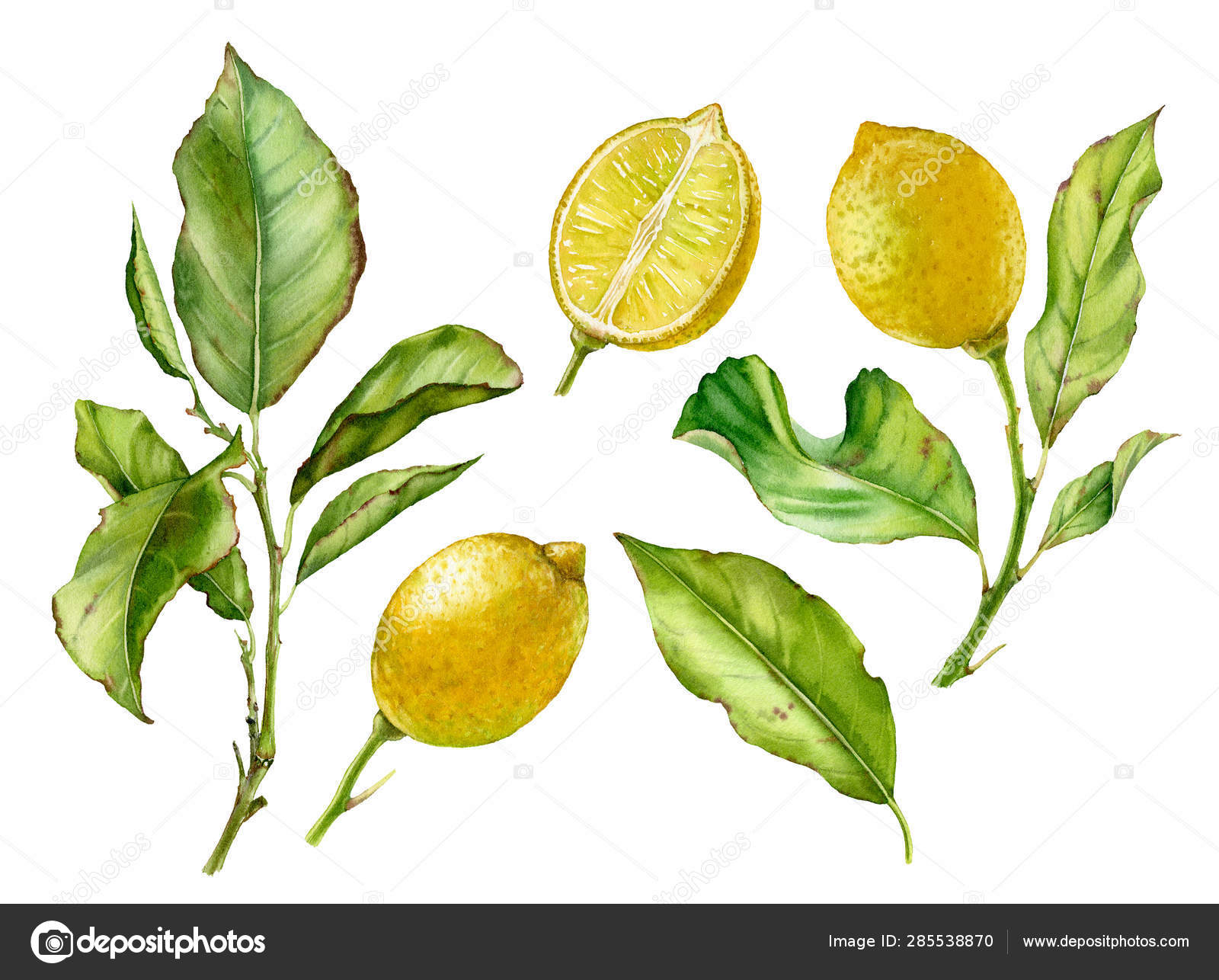 Watercolor Botanical illustration lemon fruit tree branch leaves Stock ...