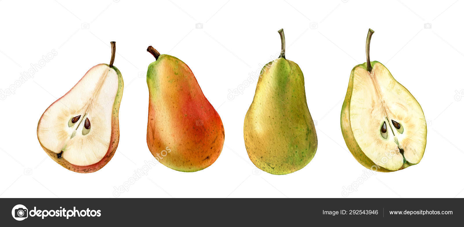 Pink green pear fruits whole half slice realistic botanical watercolor ...
