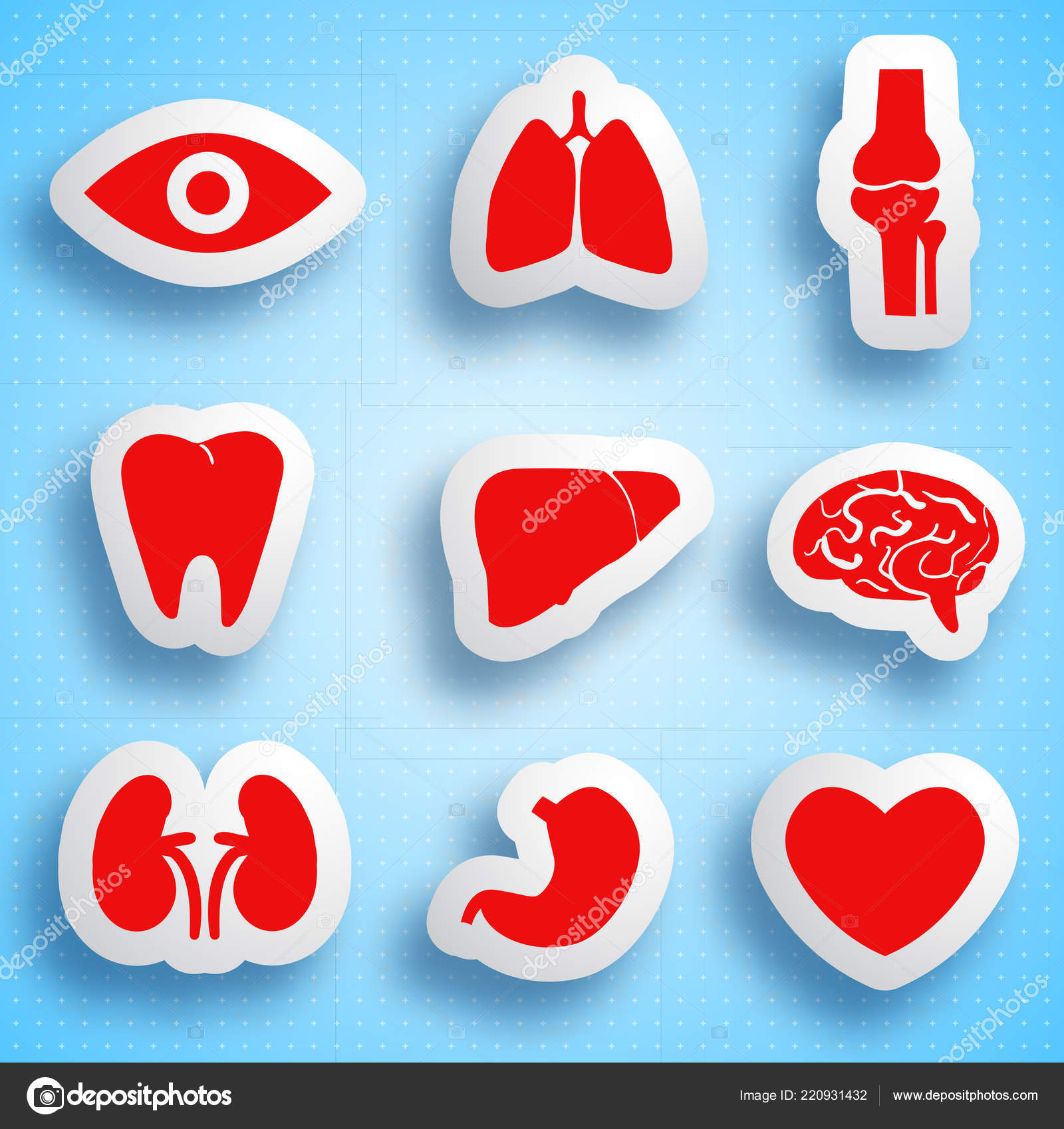 Anatomical Icons Set Stock Vector by ©Mogil 220931432