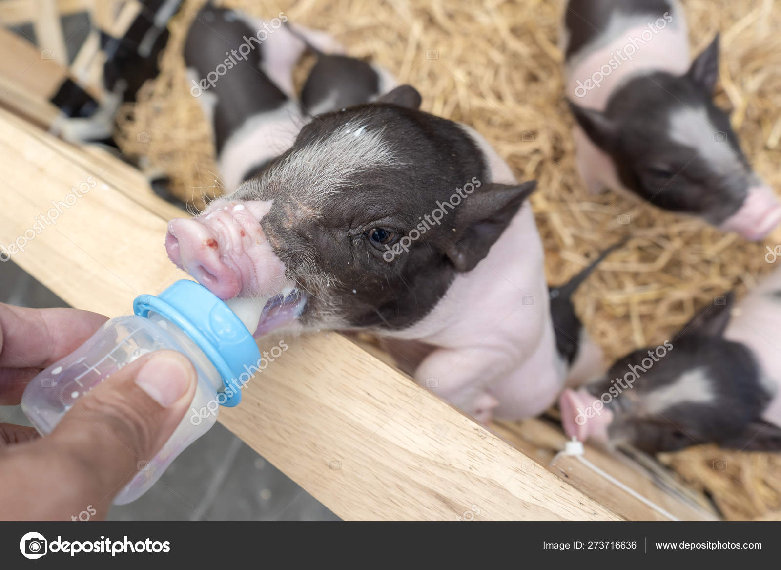 Baby Pink Pigs