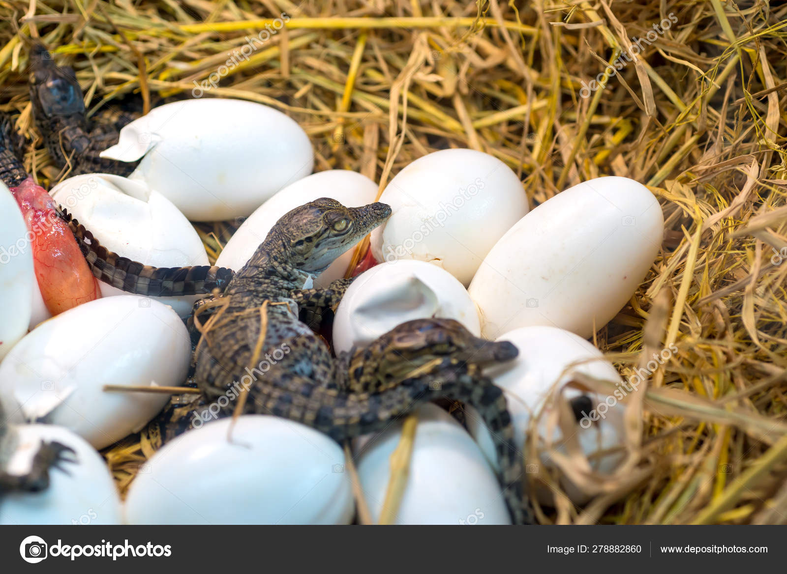 Crocodile Baby Egg